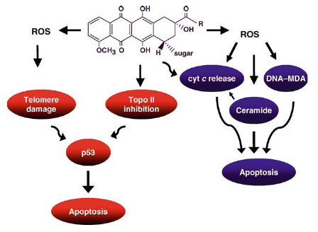 Anthracyclines - Antibiotic Drugs - AntiinfectiveMeds.com