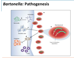 Bartonella - Bacterial Infections - AntiinfectiveMeds.com