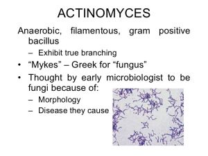 Actinomyces - Bacterial Infections - AntiinfectiveMeds.com