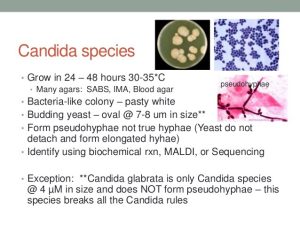 Candida Species - Fungal Infections - AntiinfectiveMeds.com