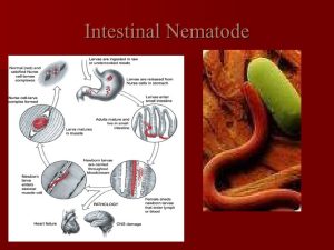 Intestinal Nematode Infections - Parasitic Infections ...