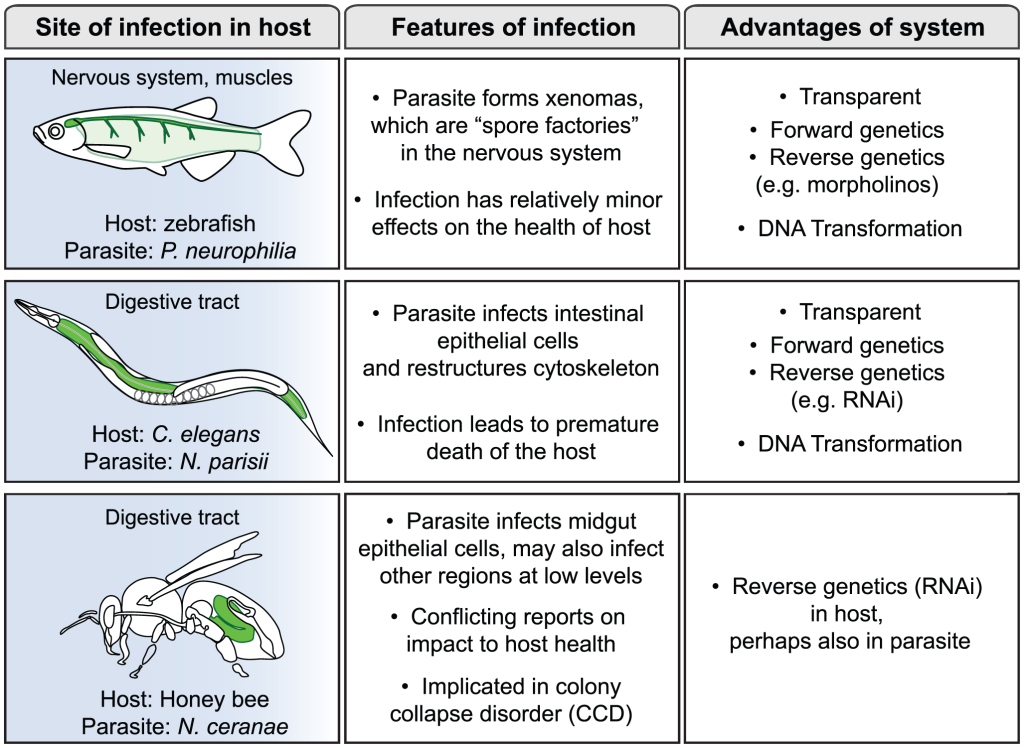 Microsporidia - Parasitic Infections - AntiinfectiveMeds.com