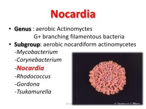 Nocardia - Bacterial Infections - AntiinfectiveMeds.com