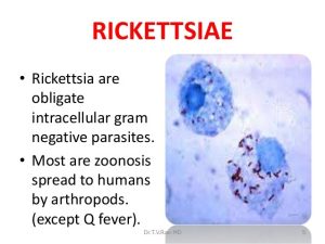 Coxiella, Ehrlichia, & Rickettsia - Bacterial Infections ...