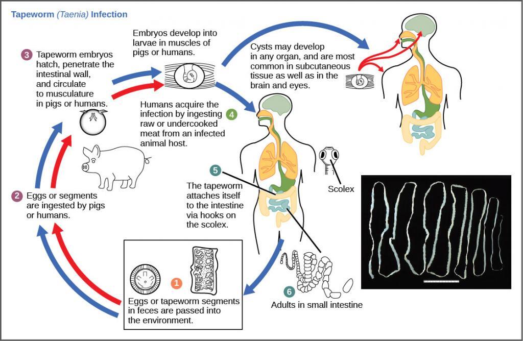 Infección por Taenia Saginata - AntiinfectiveMeds.com