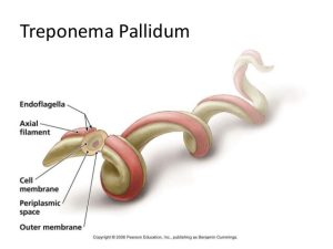 Treponema Pallidum - Bacterial Infections - AntiinfectiveMeds.com