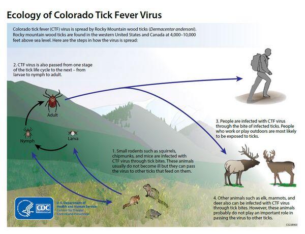 Colorado Tick Fever - Viral Infections - AntiinfectiveMeds.com