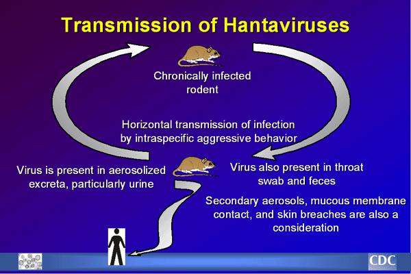 Hantaviruses - Viral Infections - AntiinfectiveMeds.com