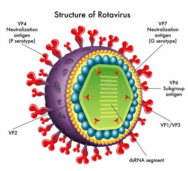 Rotavirus - Viral Infections - AntiinfectiveMeds.com